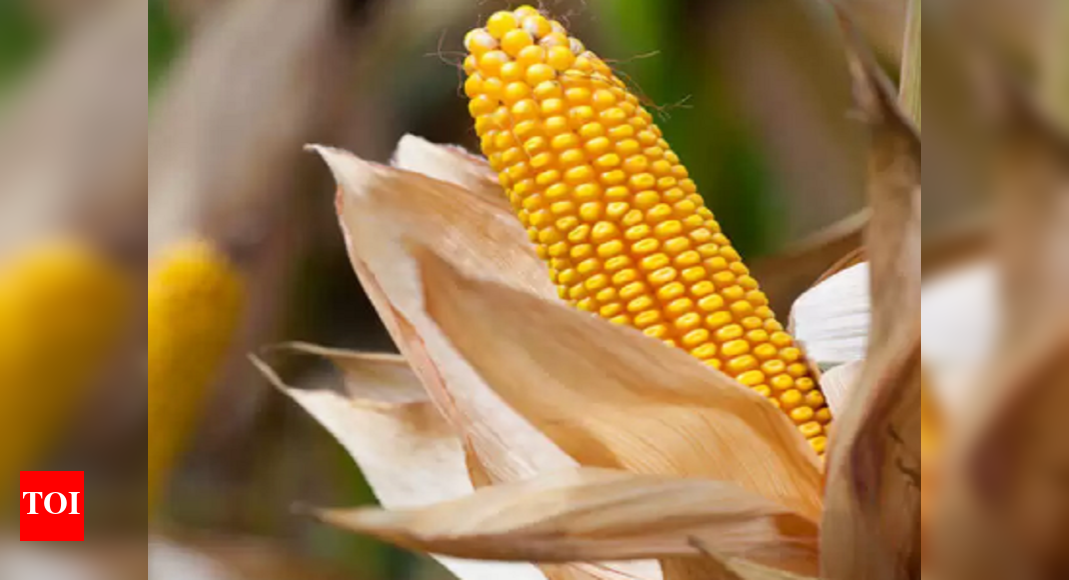 Hyderabad: Researchers utilise corn husk to make energy storage ...