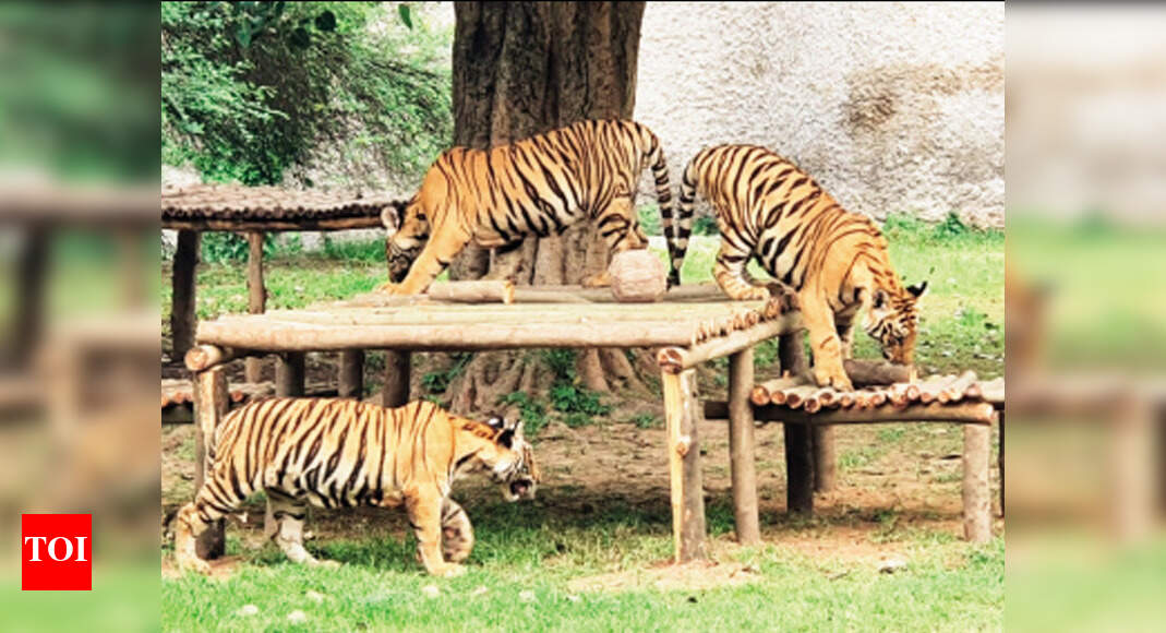Three tiger cubs at Chhatbir Zoo named in online ceremony by Punjab CM ...