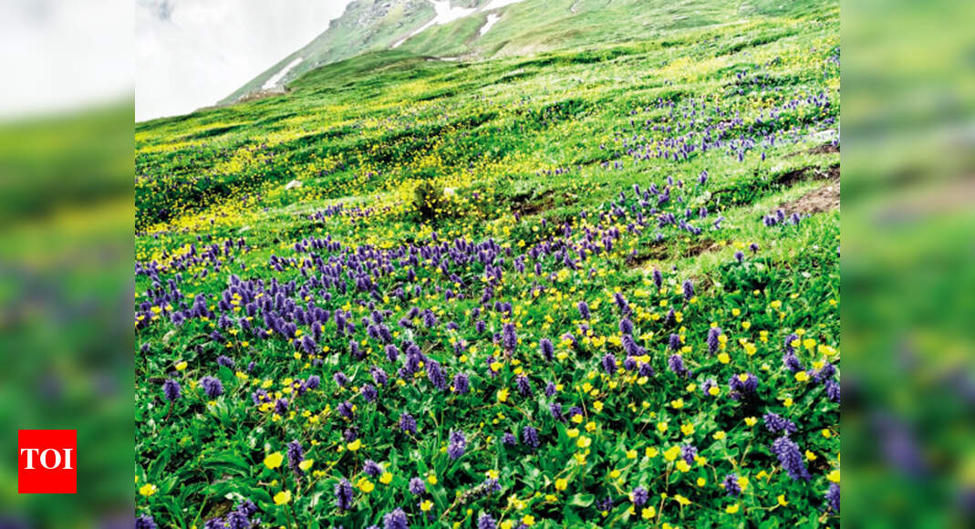 Scientists discover 70 new species of alpine plants in Rohtang, Manali ...