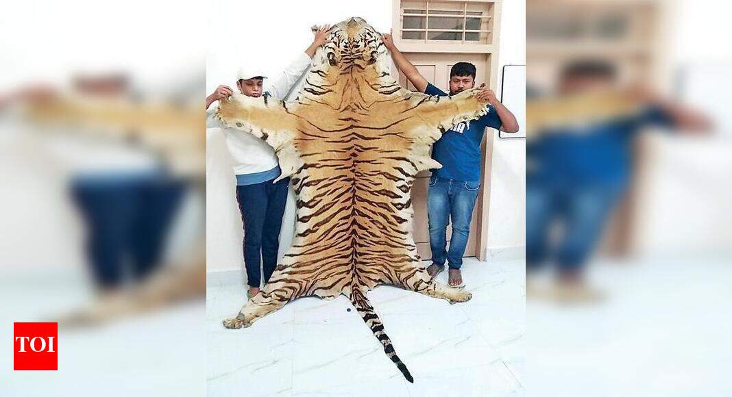 Duo trying to sell tiger pelt held | Mysuru News - Times of India
