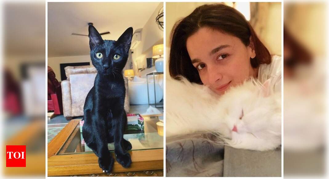 Alia Bhatt turns ‘cat paparazzi’ as she shares adorable pictures of ...