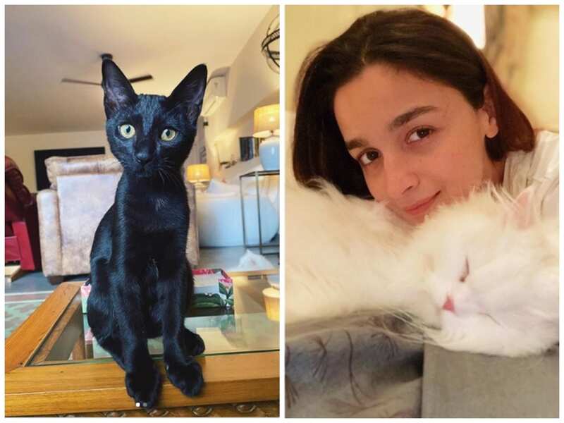 Alia Bhatt turns ‘cat paparazzi’ as she shares adorable pictures of ...
