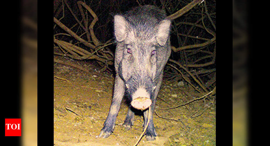 Allow us to kill crop-raiding wild boars: Nilgiris farmers | Coimbatore ...