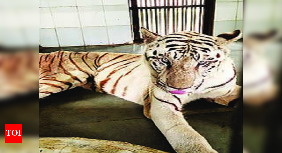 15-year-old white tiger Raja dies of old age at Nahargarh Bio Park ...