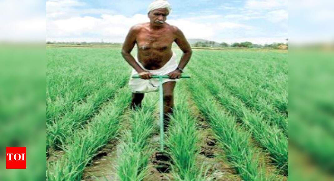 Intensive farming heightens pandemic risk: Study - Times of India