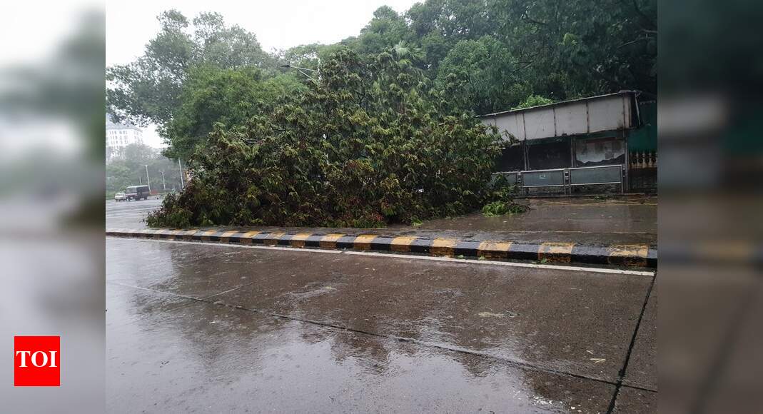 Rain fury and trees make you worry - Times of India