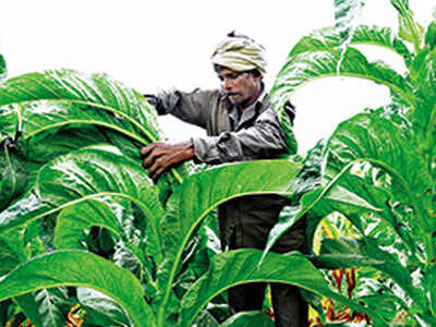 Andhra Pradesh: Tobacco board defers decision on crop size | Vijayawada ...
