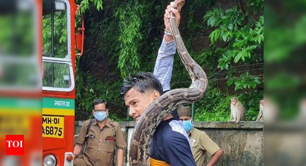 Selfies With Rock Python: Maharashtra: Youths booked for taking selfies ...