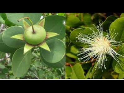 Maharashtra first in country to have official mangrove tree as White ...