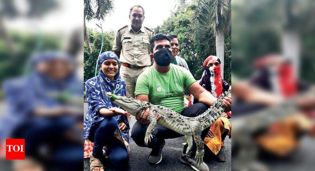 Crocodile rescued from Sayajibaug | Vadodara News - The Times of India