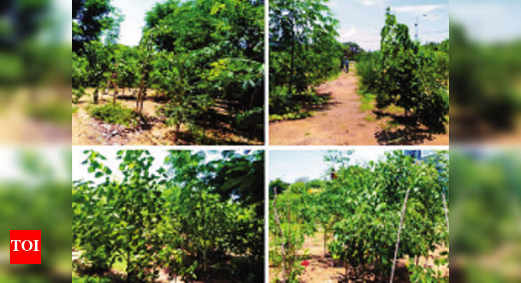 Eight acres of urban forest to come up in Chennai’s central region ...