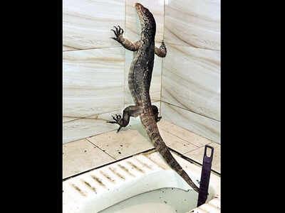 Photos: Three-feet lizard found in Kandivli toilet | Thane News - Times ...