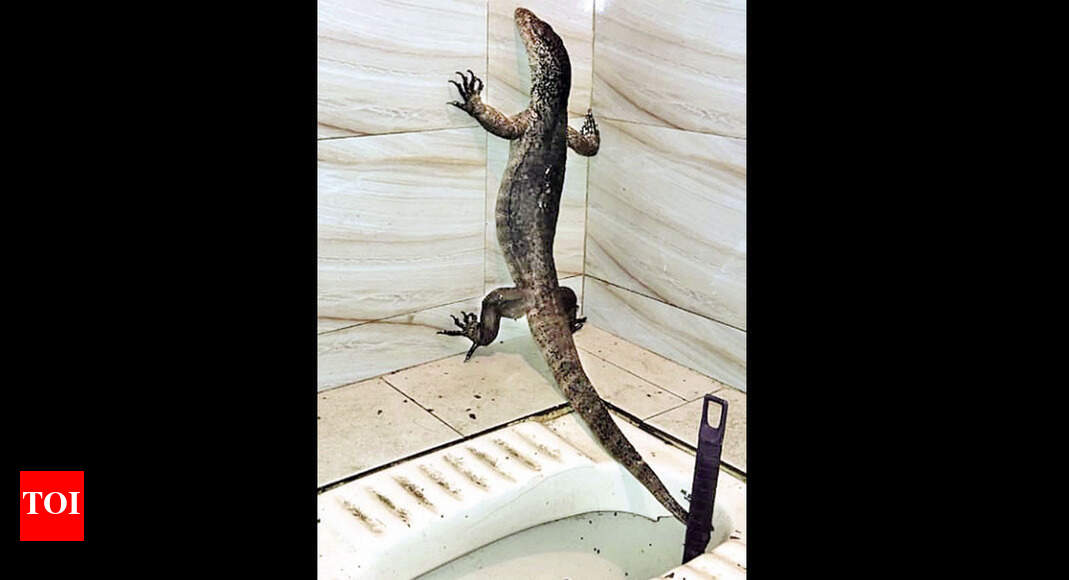 Photos: Three-feet lizard found in Kandivli toilet | Thane News - Times ...