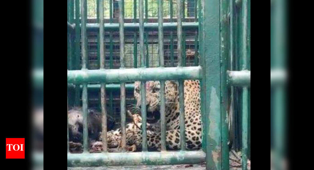 21 leopard attacks in Gujarat's Dahod in a month | Vadodara News ...