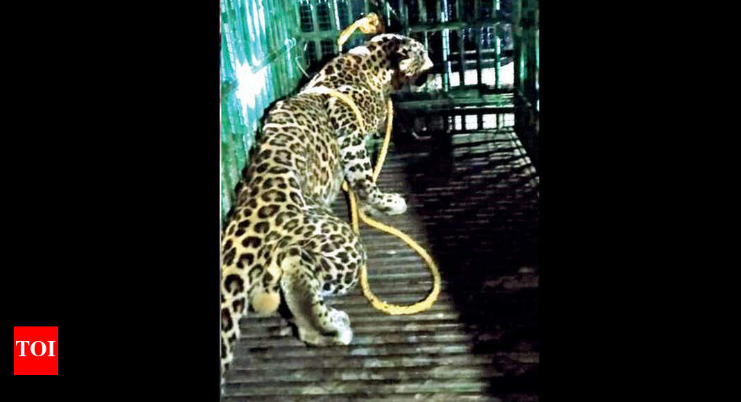 Gujarat: Leopard enters house in a bid to escape people, rescued ...
