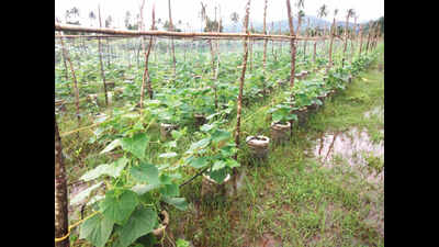 Goa: Lockdown farming results in bountiful cucumber crop | Goa News ...