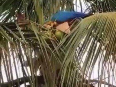 Viral video: Parrot sipping coconut water leaves social media in awe ...