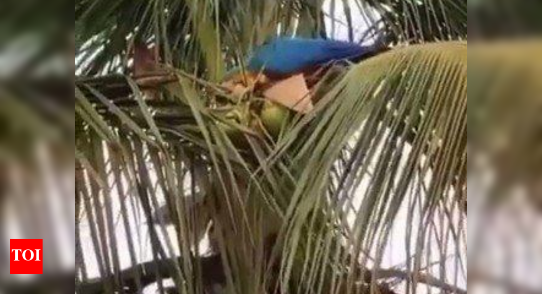 Viral video: Parrot sipping coconut water leaves social media in awe ...