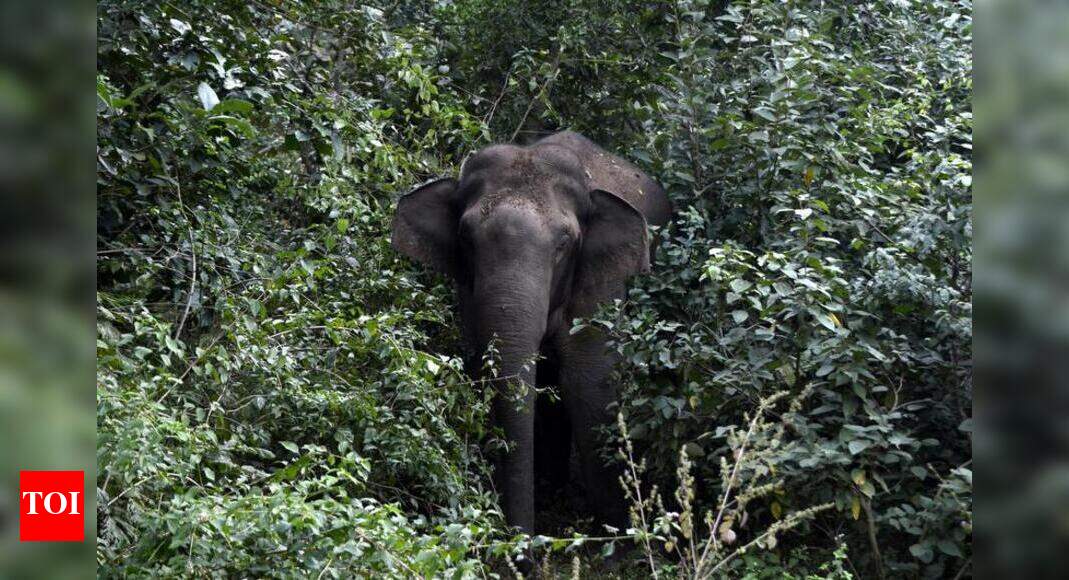 A Very Urgent Trunk Call | Ranchi News - Times of India