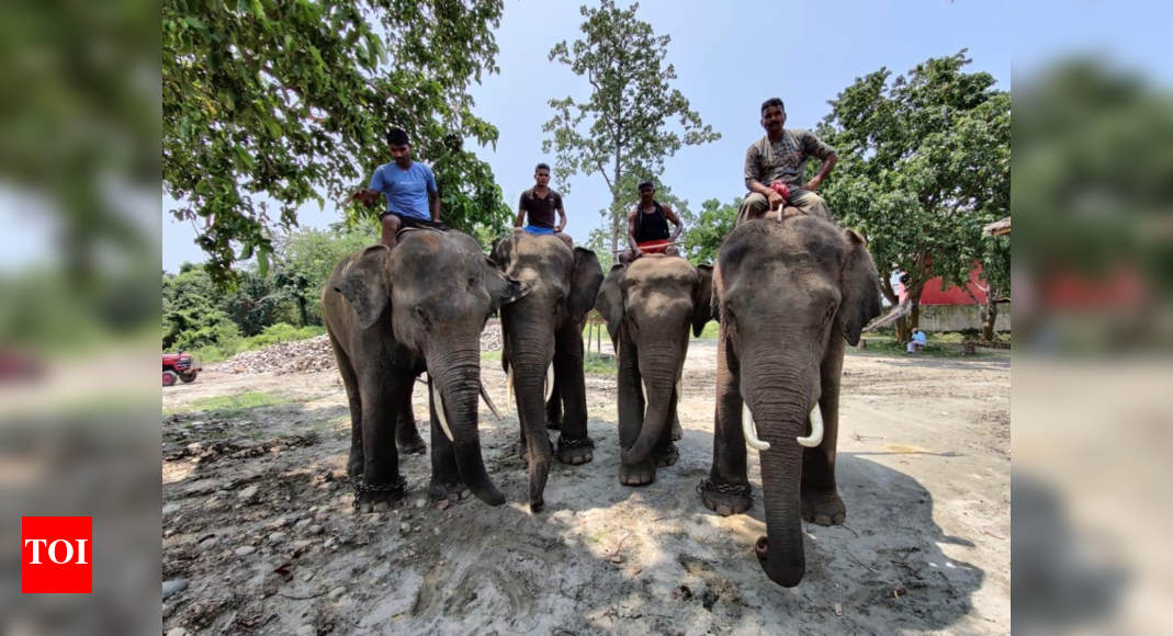 World Elephant Day: Bid to conserve jumbos in Bihar's forests | Patna ...