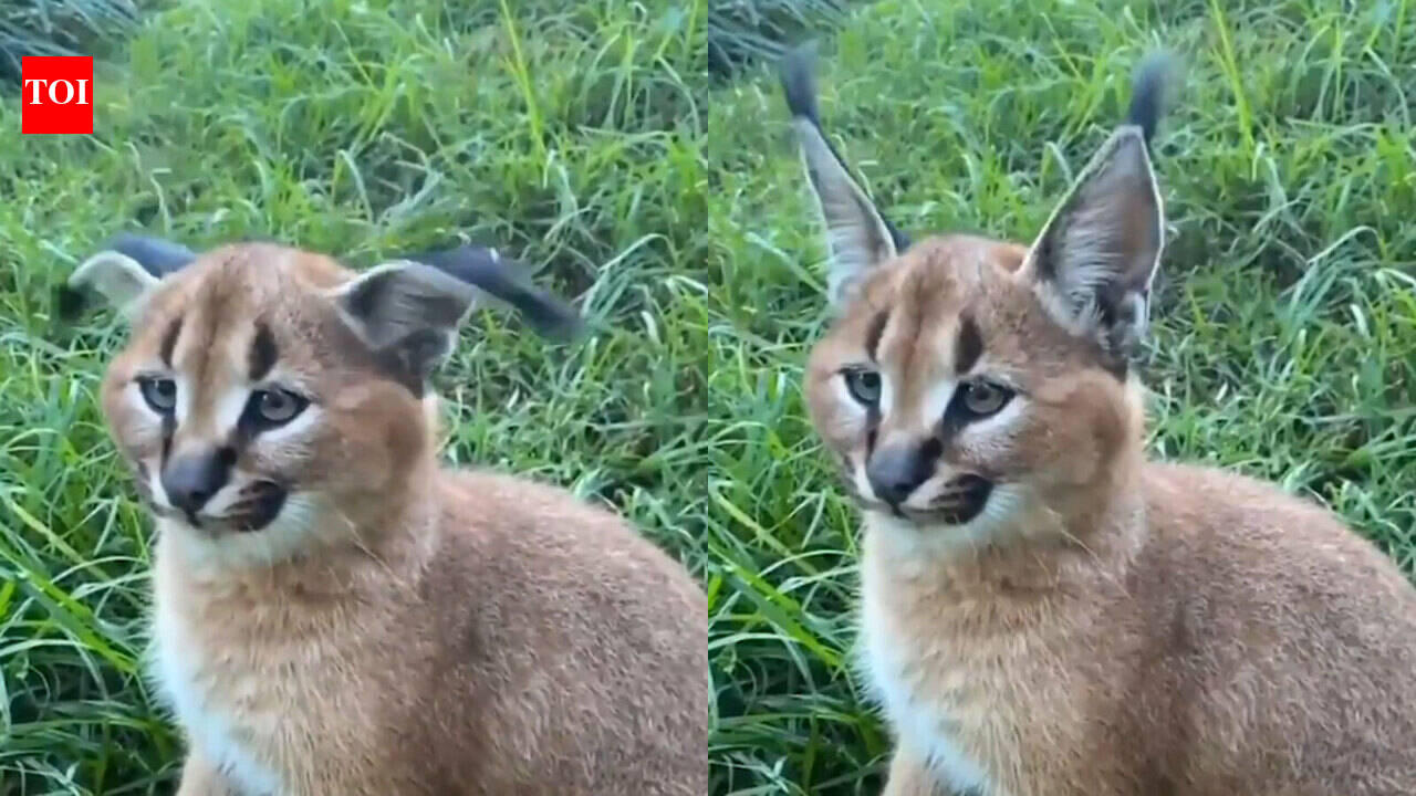 Watch: This animal's ear movement is amazing