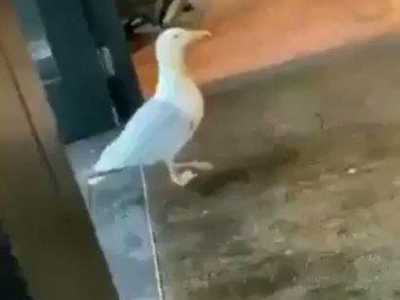Viral video: Meet the Seagull who is also a 'very experienced ...