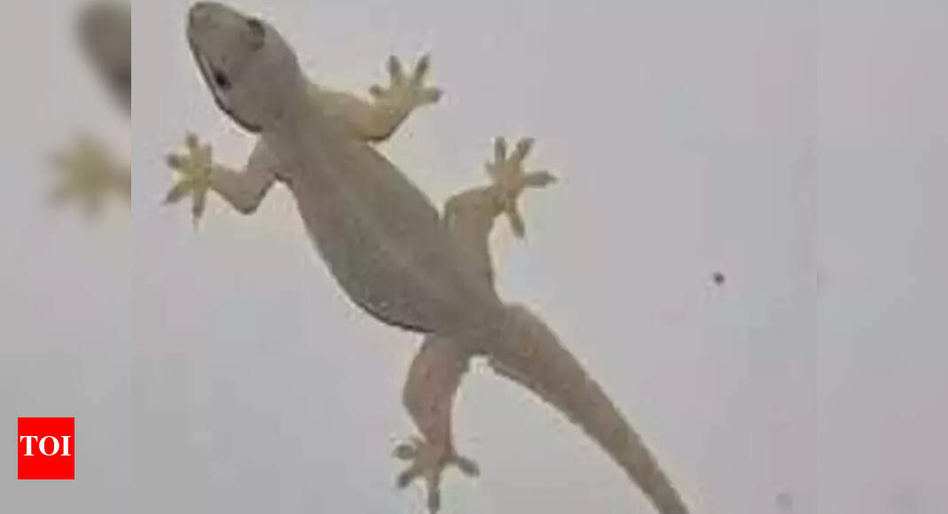 Thane: Lizard found in mental hospital's kitchen vessel | Thane News ...