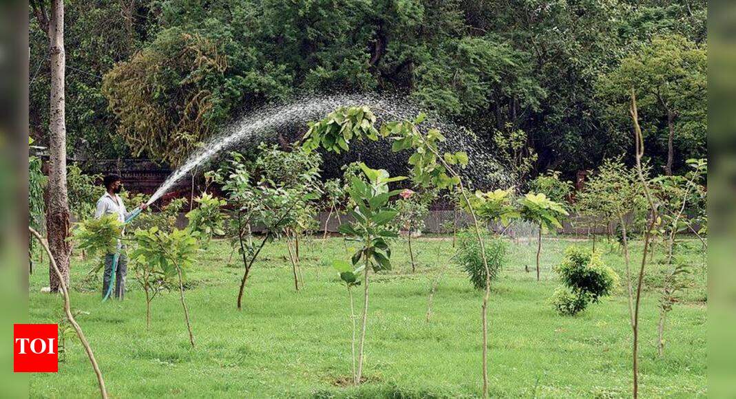 Delhi: How a garbage heap became a green lung | Delhi News - Times of India