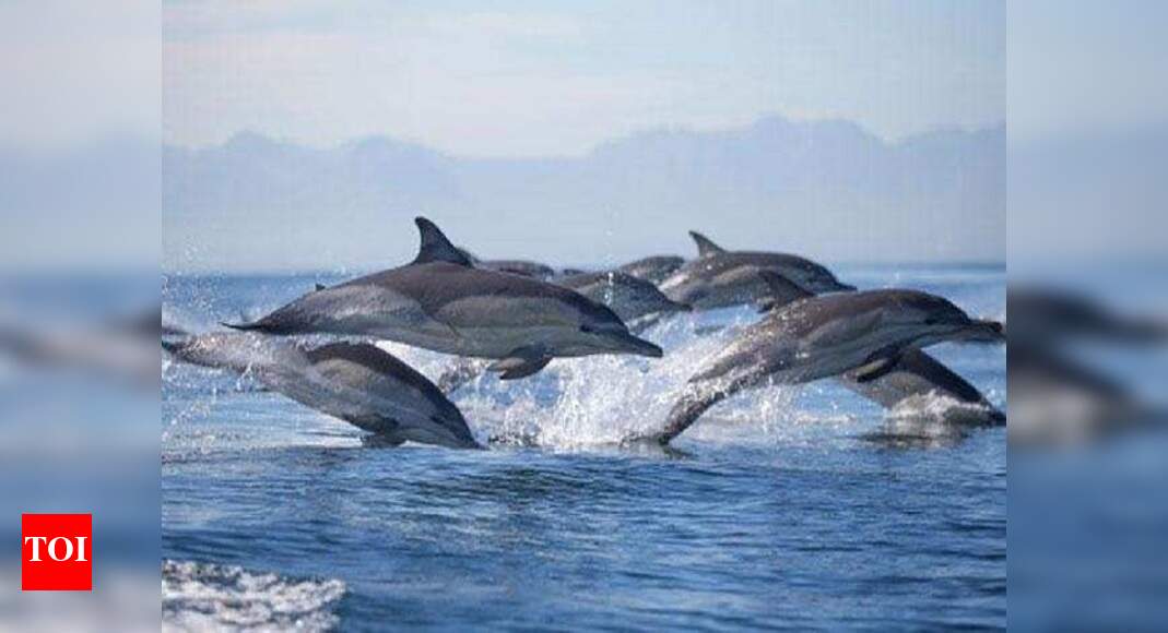 PM Modi announces project for conservation of dolphins - Times of India