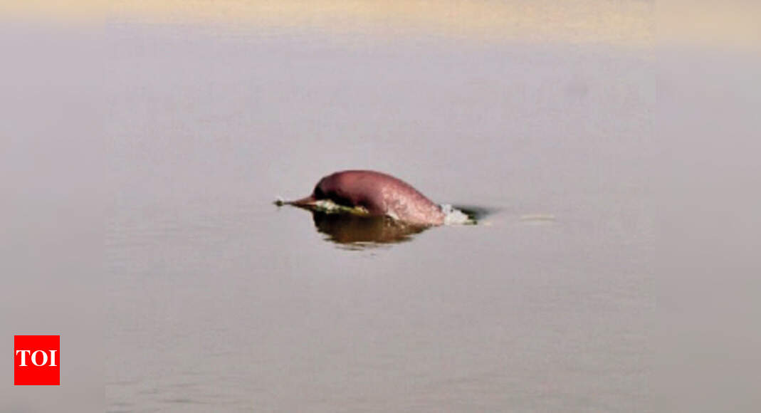 Project Dolphin: Punjab official buoyed by hope | Chandigarh News ...