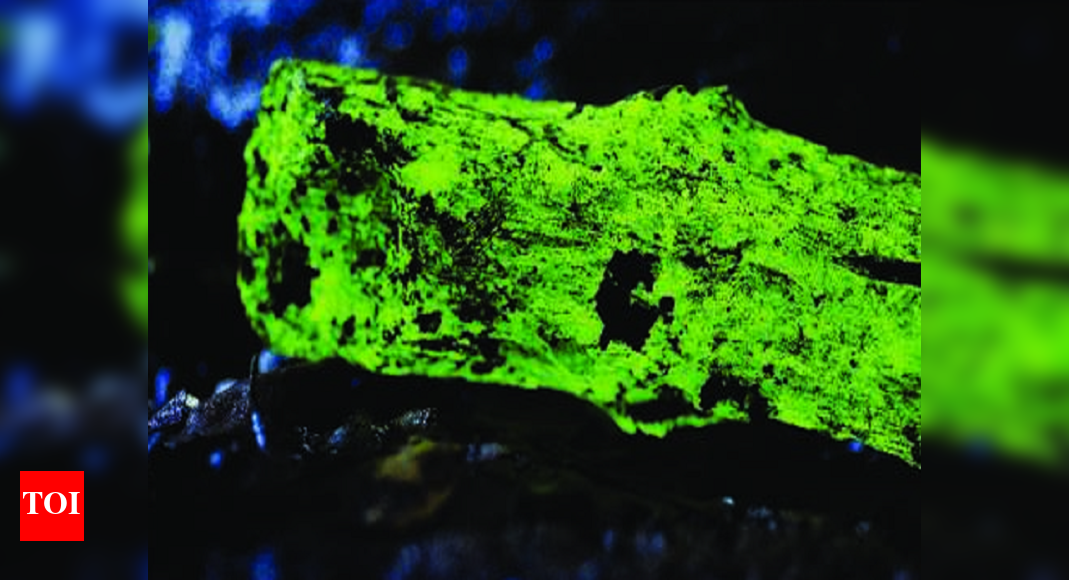 Bio-luminescent mushrooms make monsoon appearance in Goa’s forests ...