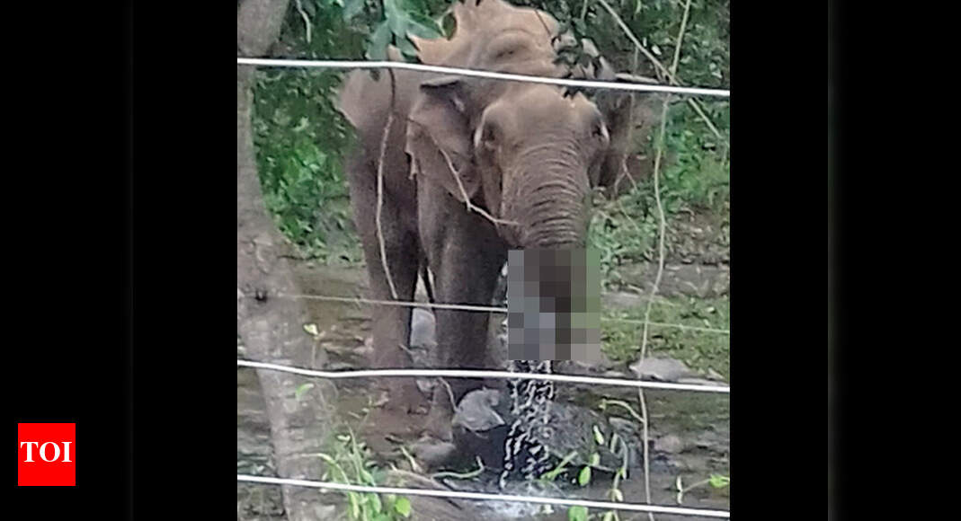Wild elephant with jaw injuries found in Kerala's Sholayur | Kochi News ...