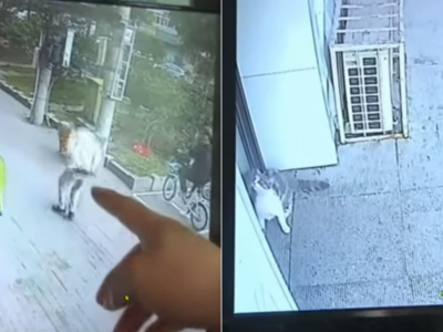Viral Video: Cat falls on a man on China, leaves him almost dead ...