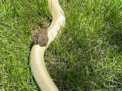 Viral News Today: Grave Enemies become buddies in a viral video showing ...