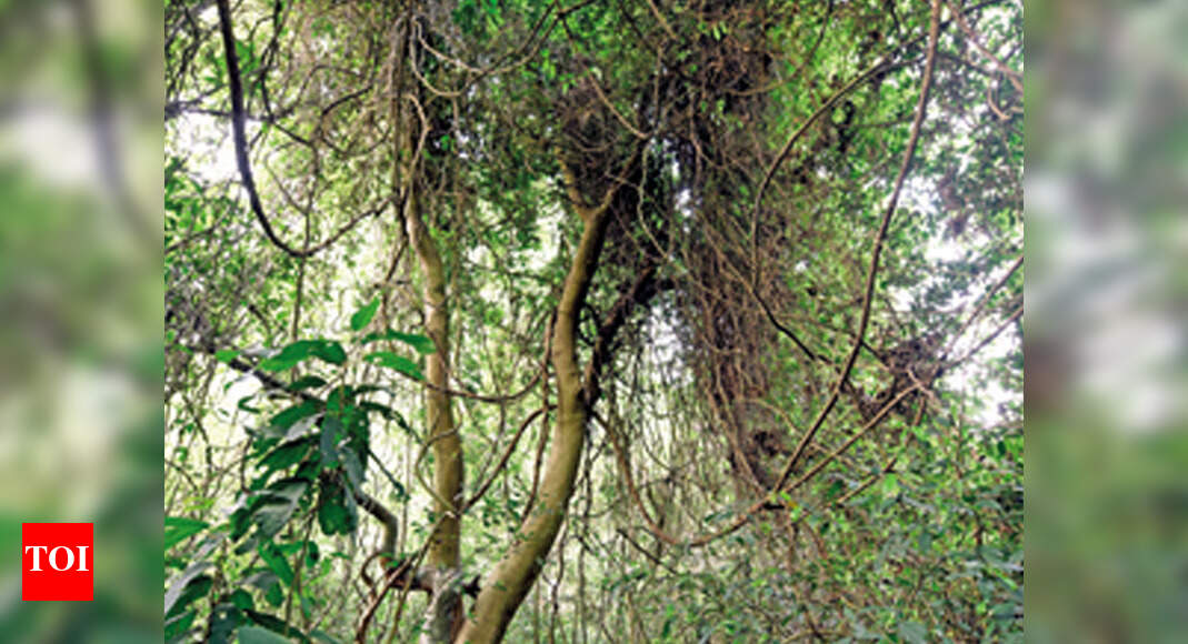 Sacred groves to protect Kerala’s endangered trees too | Kozhikode News ...