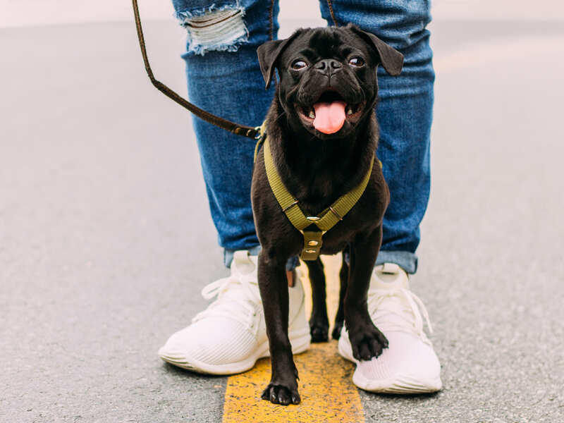New Dog Walking Rules In Germany Unleashes Debate Times Of India