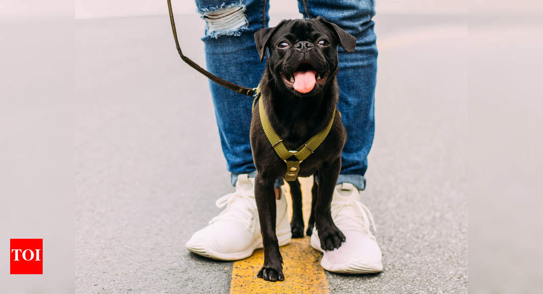 New Dog Walking Rules In Germany Unleashes Debate Everything About