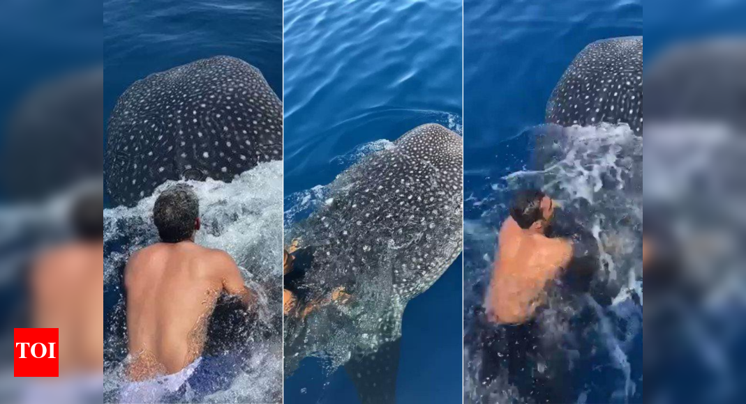 WATCH: This man decides to go for a joyride on a whale shark in viral ...
