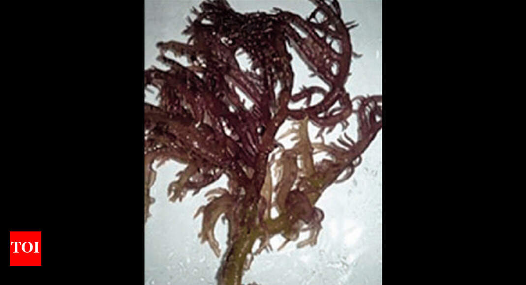 WHO recognises seaweed’s anti-virus potency | Kochi News - Times of India