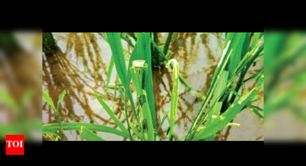 Goa: Paddy crops damaged as heavy rain continues | Goa News - Times of ...