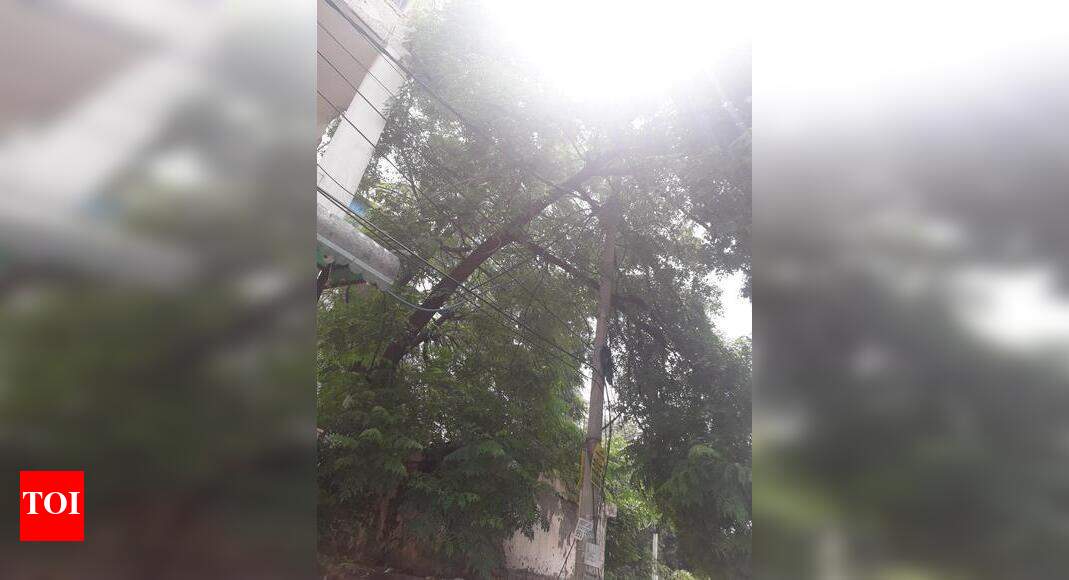 Leaning tree branch a risk - Times of India