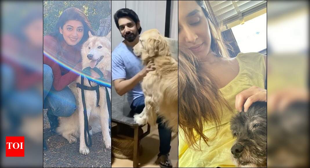 International Dog Day: Pranitha Subhash, Shraddha Kapoor, Sushanth wish ...