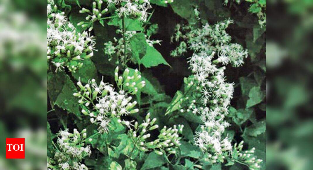 Communist Pacha’s entry to state had political reasons | Kozhikode News ...