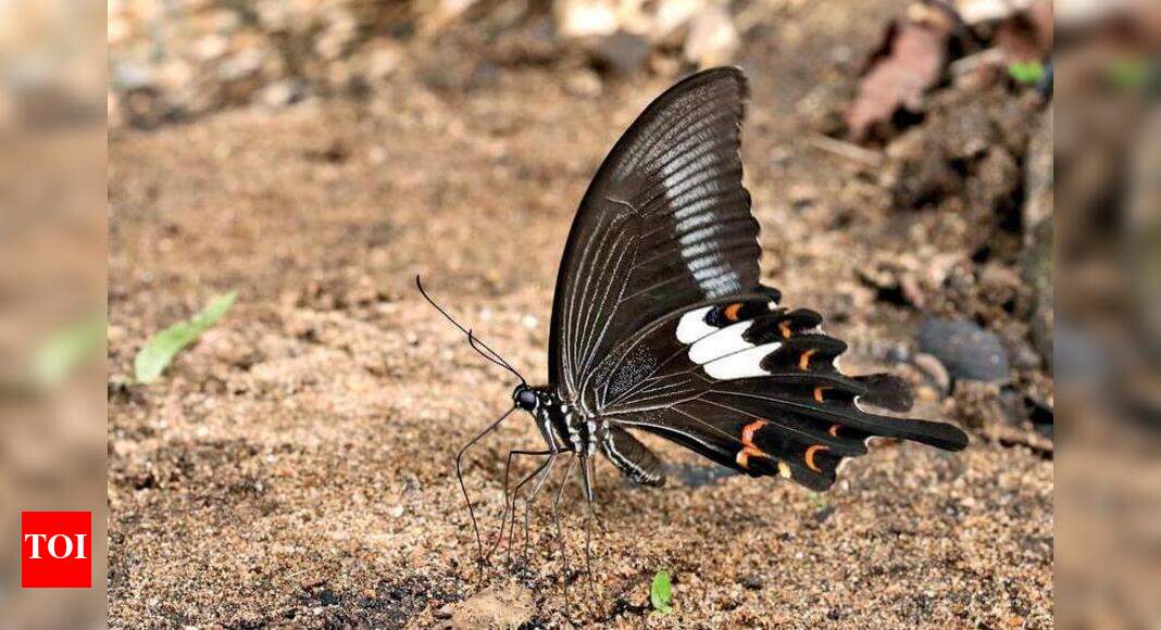 Red Helen flits in Gujarat’s Ahwa after 63 yrs | Surat News - Times of ...