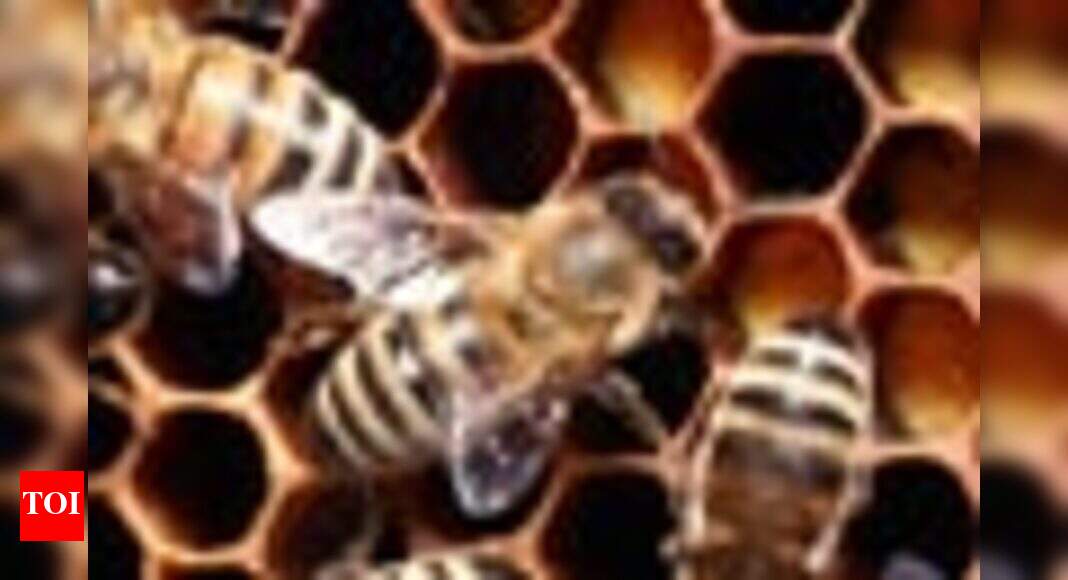 Bees could hold the key to dementia - Times of India