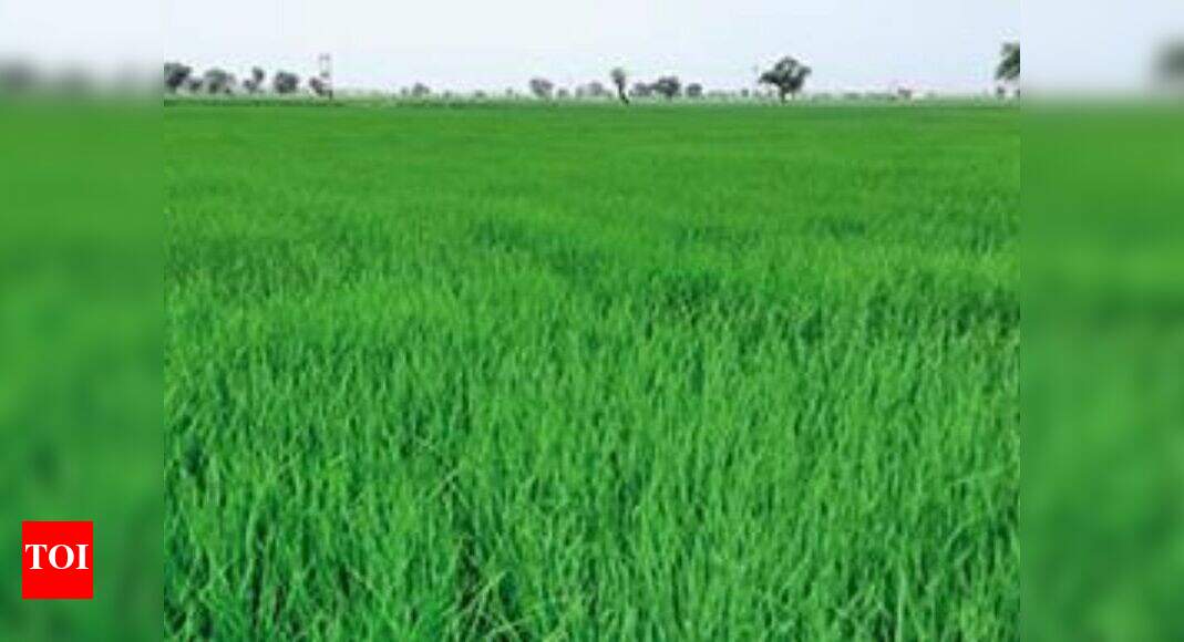 MP: Paddy cultivation sees record high in rain deficient Sheopur ...