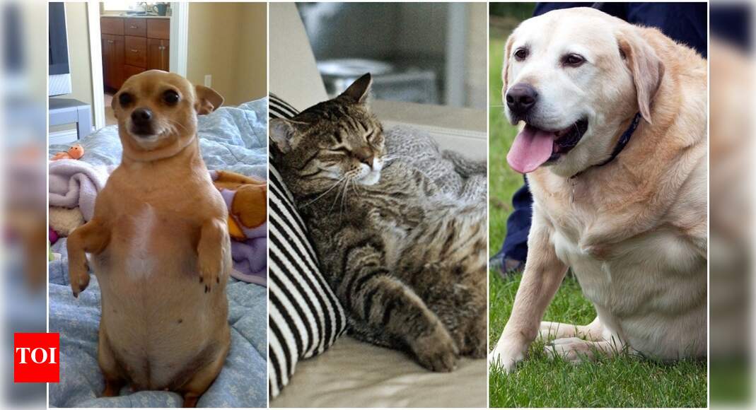 Is your pet struggling with quarantine weight gain? - Times of India