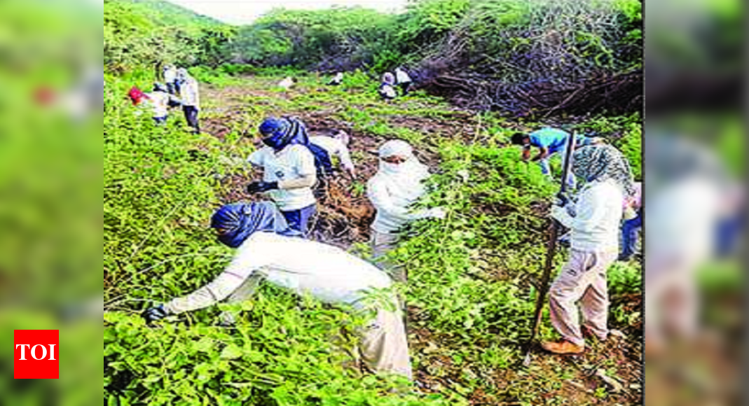 ‘Shramdan’ begins to uproot invasive grass from Sajjangarh sanctuary in ...