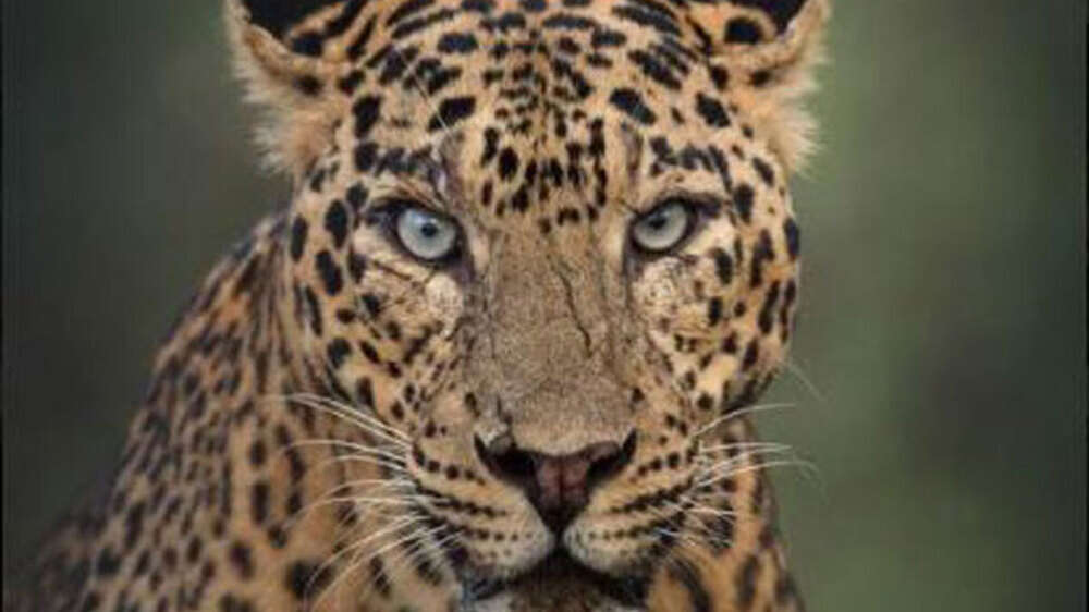 Shaaz Jung: My friend 'Scarface', the leopard warrior of Nagarhole ...