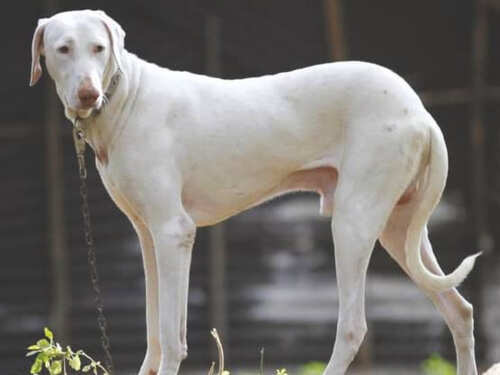 When Is The Vikhan Ready To Mate